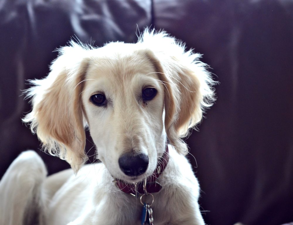 Trophies for the Saluki Club of Canada Specialty of 2015 – Saluki Feathers